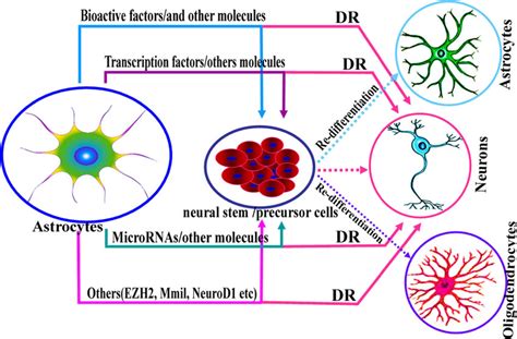 Schematic Illustration Of Reprogramming Astrocytes Into Neural Cells