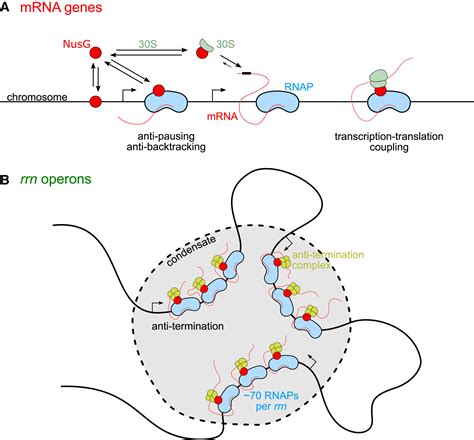 Single Molecule Tracking Reveals The Functional Allocation In Vivo Interactions And Spatial