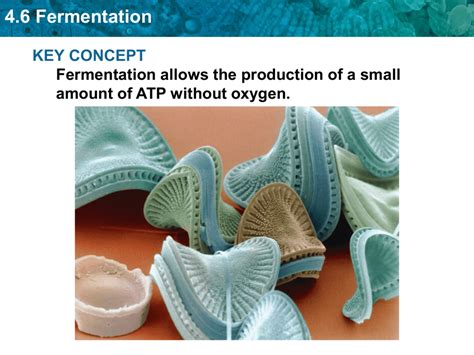 Two Types Of Fermentation