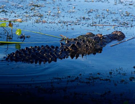 Prehistoric Predator The C Brats