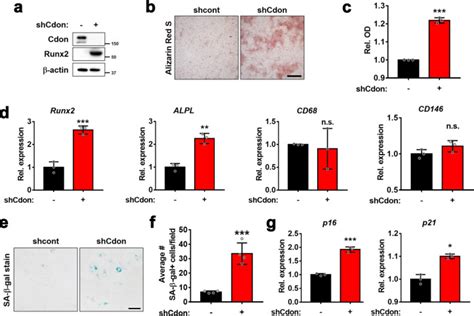 Cdon Suppresses Vascular Smooth Muscle Calcification Via Repression Of
