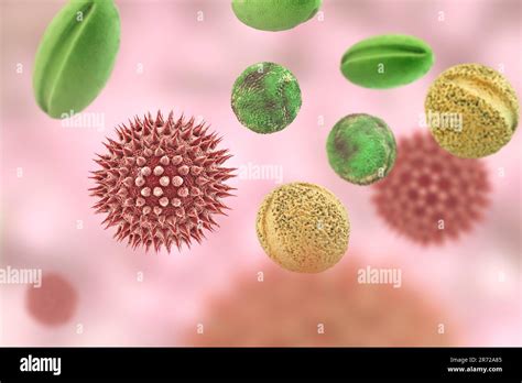Pollen Grains From Different Plants Conputer Illustration Pollen Grain Size Shape And Surface
