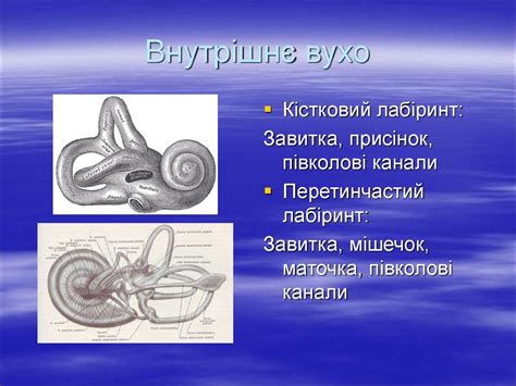 Захворювання вуха Анатомія вуха Фізіологія вуха Методи дослідження вуха презентация онлайн