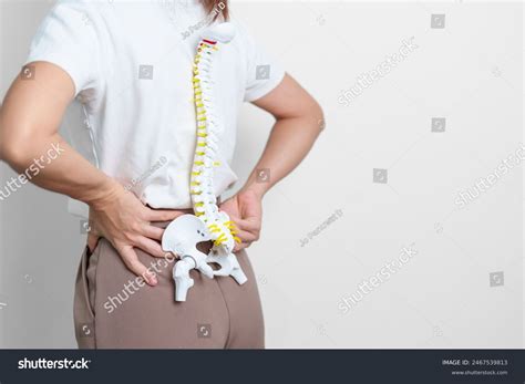Woman Human Spine Anatomy Model Spinal Stock Photo Shutterstock