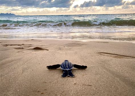 A Turtle Without Their Shell Is Likely Dead — Or A Softshell Turtle