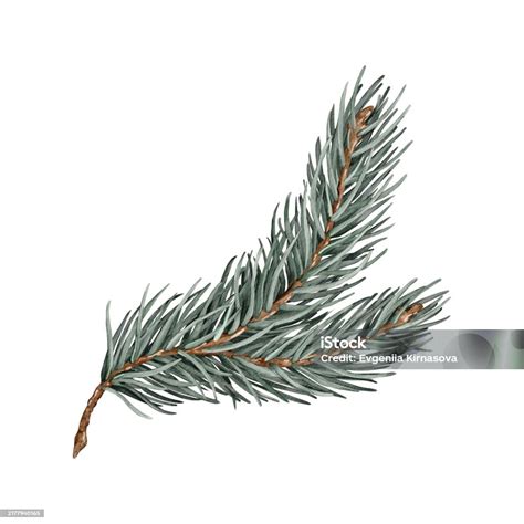 녹색 바늘이 있는 가문비나무 가지 손으로 그린 수채화 그림입니다 새해와 크리스마스 디자인에 대 한 고립 된 클립 아트 장식용 소나무입니다 0명에 대한 스톡 벡터 아트 및