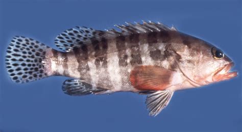 Sixbar Grouper Epinephelus Sexfasciatus · Inaturalist