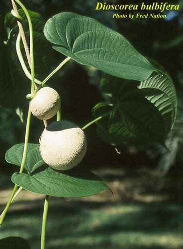 Plants Flashcards Quizlet