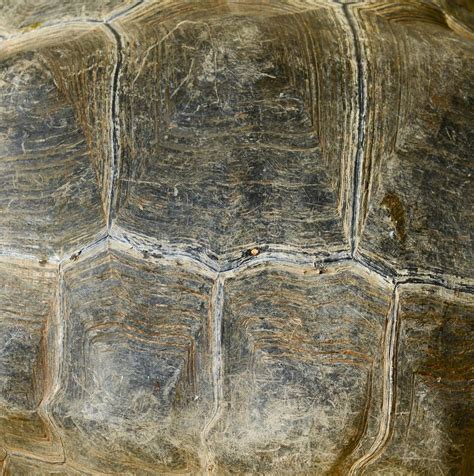 Turtle Shell Texture Stock Images Download 1 368 Royalty Free Photos