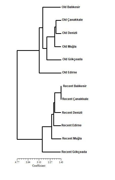Dendrogram Of Old And Recent Honey Bee Populations Download