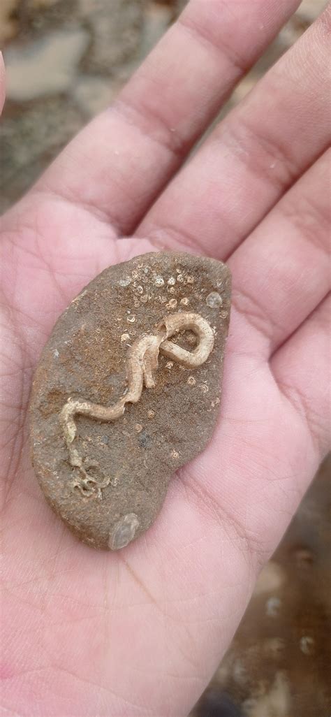 Fossil Lugworm Or Just A Fossil Worm Or Something Else Rfossils