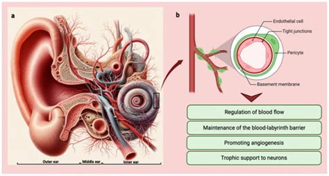 The Role Of Pericytes In Inner Ear Disorders A Comprehensive Review