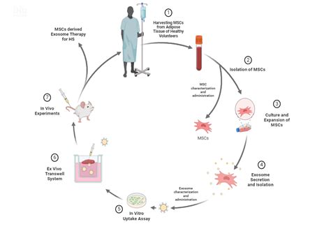 Best 12 Mesenchymal Stem Cell Derived Exosome Therapy Biorender Science Templates Artofit