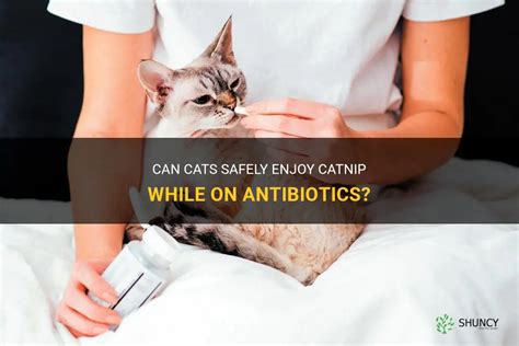 Can Cats Safely Enjoy Catnip While On Antibiotics ShunCy