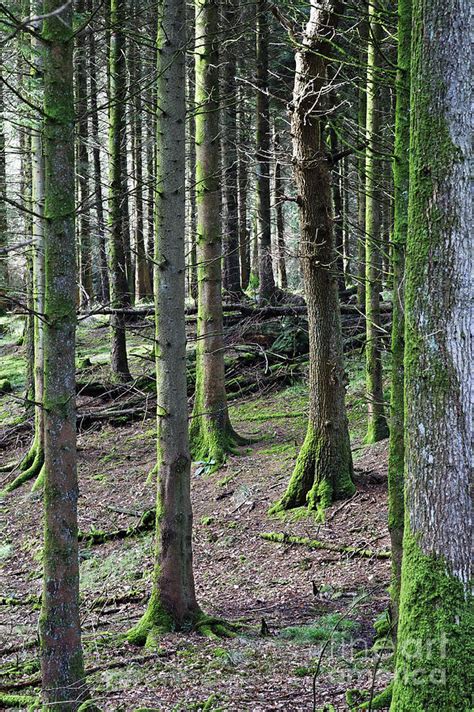 Devon Woods Photograph By Robert Preston Fine Art America
