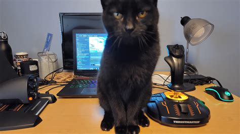 Best Co Pilot I Could Ask For R Flightsim