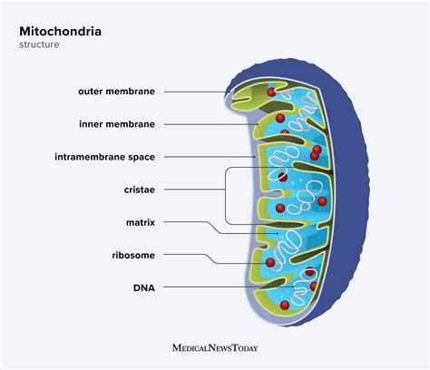 Mitochondria Function