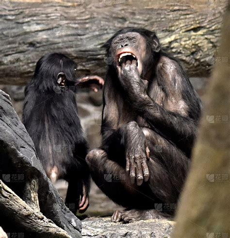 倭黑猩猩宝宝和妈妈