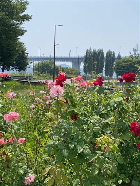 Onf Community Post 오랜만에 운동겸 산책겸 한강에 나갔다왔어요 날은 진짜 너무너무 더웠지만😅😅 그래도