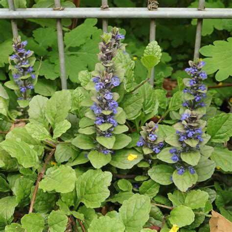 Ajuga Reptans