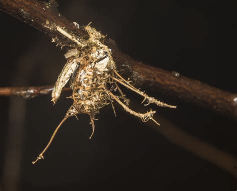 Cordyceps Fungus Roads End Naturalist