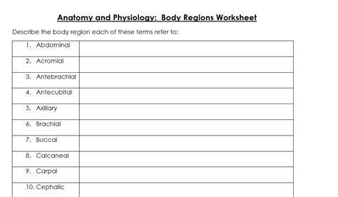 Body Regions Worksheet Anatomy And Physiology Biology Nursing Made