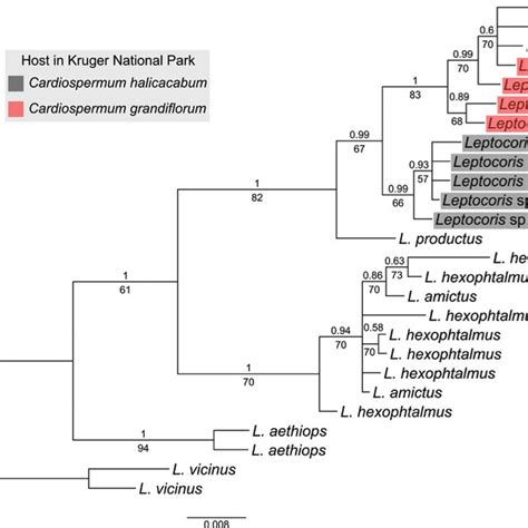 Bayesian Phylogeny Based On Coi Dna Sequencing Data Illustrating Download Scientific Diagram