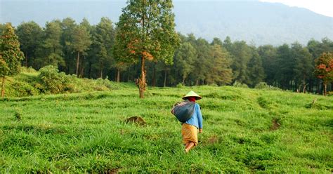 Farm Java Indonesia Field Forest 1200x630 Regeneration International