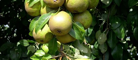 Oderings Garden Centres Fruit Trees Dwarf Deciduous