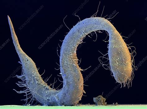 Marine Nematode Worm Sem Stock Image Z180 0216 Science Photo Library