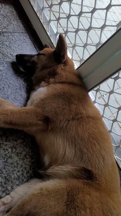 더운 여름날 시원한 대리석 바닥에 누워 쉬고 있는 귀염둥이♡ Youtube