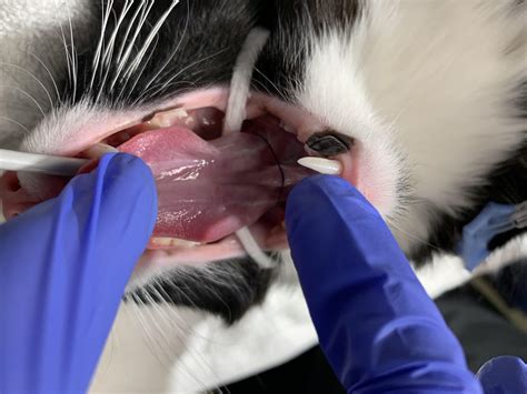Classic “string Under Tongue” Linear Foreign Body On A Feline Rvettech