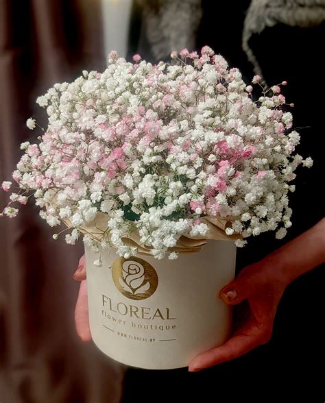 Цветная гипсофила в коробке 60 00 Br Цветочная мастерская Флореаль