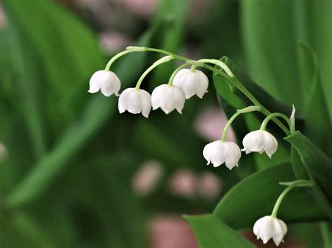 Lily Of The Valley Plant Care Indoors At Sherry Hubbard Blog