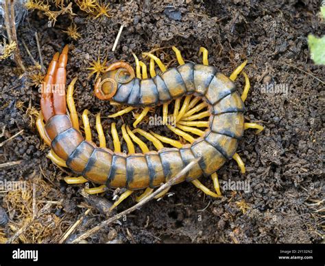 Megarian Banded Centipede Scolopendra Cingulata Megarian Banded