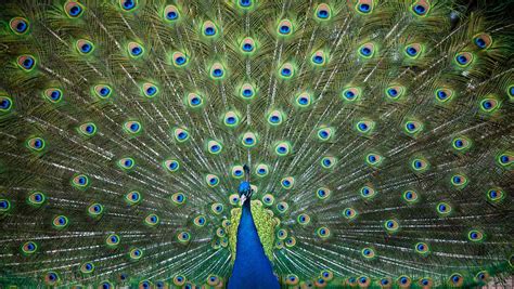 Sexual Selection Definition