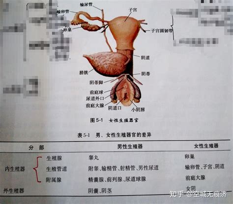 解剖学相关习题19 知乎