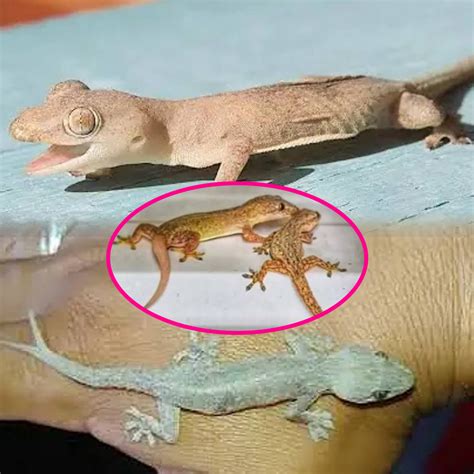 អូ យ យ៉ូ យ សែន ស្រ ណោះ អា ណិ ត កូនកម្លោះខ្លាំងមែនទែនពុកម៉ែបងប្អូន ចឹងបានថា អូ យ យ៉ូ យ សែន