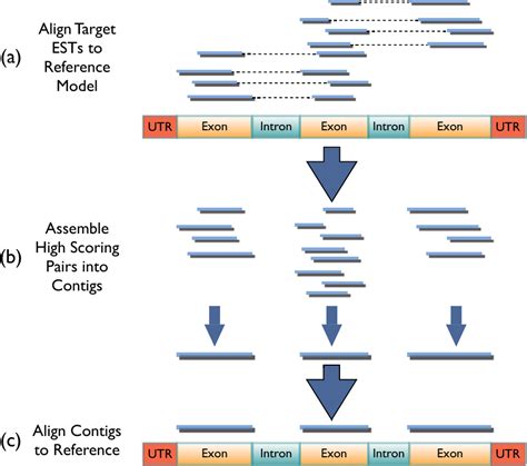 Figure 1 From SaskPrimer An Automated Pipeline For Design Of Intron Spanning PCR Primers In