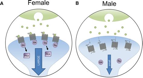 Sex Differences In CRF 1 Receptors In LC A In Females CRF 1 Download Scientific Diagram