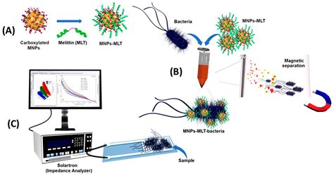 Recent Advances On Peptide Based Biosensors And Electronic Noses For