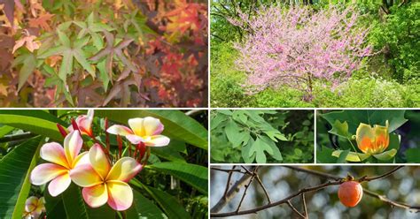Florida Native Trees Common Rare Varieties