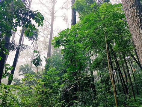Tropical Pine Forest Central Java Indonesia Rforest