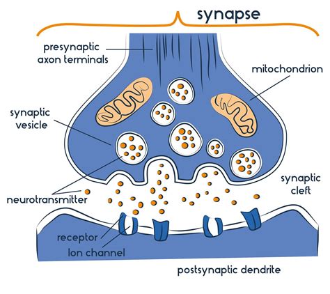 How Does An Impulse Cross A Synapse At James Aguirre Blog