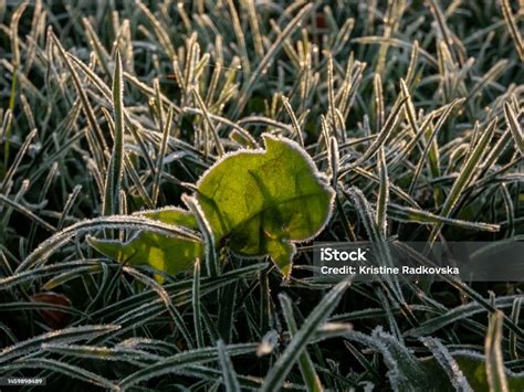 가을과 초겨울의 끝에 식물의 녹색 잎에 하얀 이른 아침 서리의 얼음 결정의 매크로 샷 가을에 대한 스톡 사진 및 기타 이미지 가을 겨울 냉동된 Istock