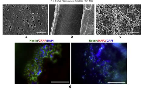 Figure 2 From A Neural Stem Precursor Cell Monolayer For Neural Tissue Engineering Semantic