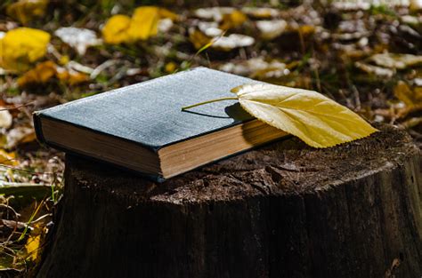 가을 숲이나 공원에서 그루터기에 책과 노란색 타락 한 잎 화창한 10 월 날에 공원에서 주말 근접 촬영 0명에 대한 스톡 사진 및 기타 이미지 Istock