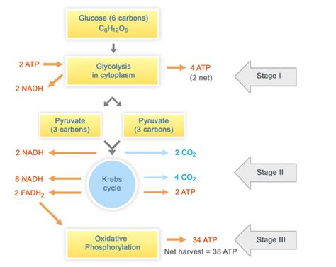 Biology Final Review Diagram Quizlet
