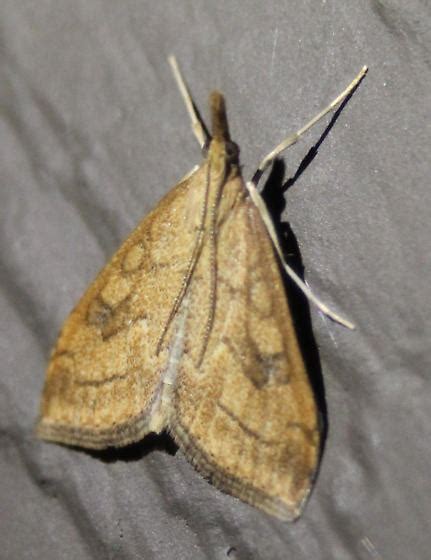 Moth Id Udea Bugguidenet