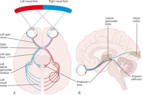 Visual System Flashcards Quizlet Visual System Flashcards Quizlet